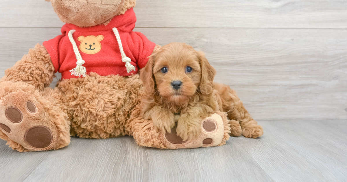 Cute Cavapoo Elsie: 4lb 10oz Doodle Puppy