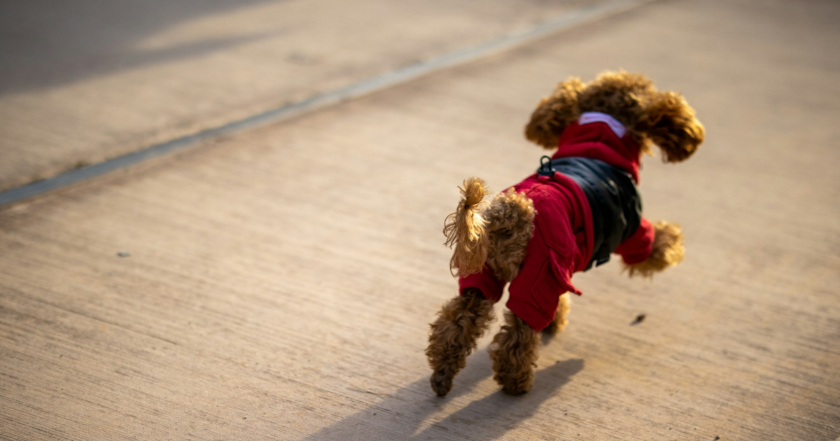 Cavapoo Energy Levels 101: Age, Gender, Generations & MORE