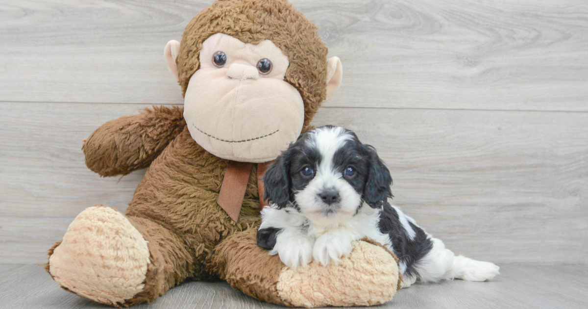 Friendly Cavapoo Epic: 3lb 7oz Doodle Puppy