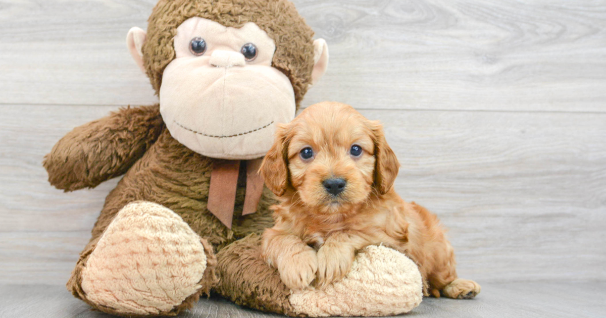 Happy Cavapoo Epic: 3lb 11oz Doodle Puppy