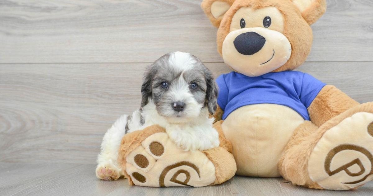 Playful Cavapoo Epic: 3lb 12oz Doodle Puppy