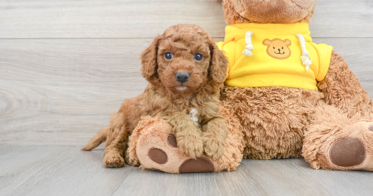 Fluffy Cavapoo Epic: 4lb 11oz Doodle Puppy