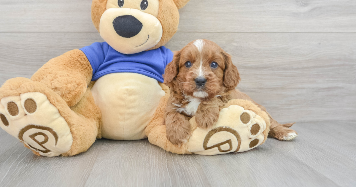 Cute Cavapoo Epic: 5lb 2oz Doodle Puppy