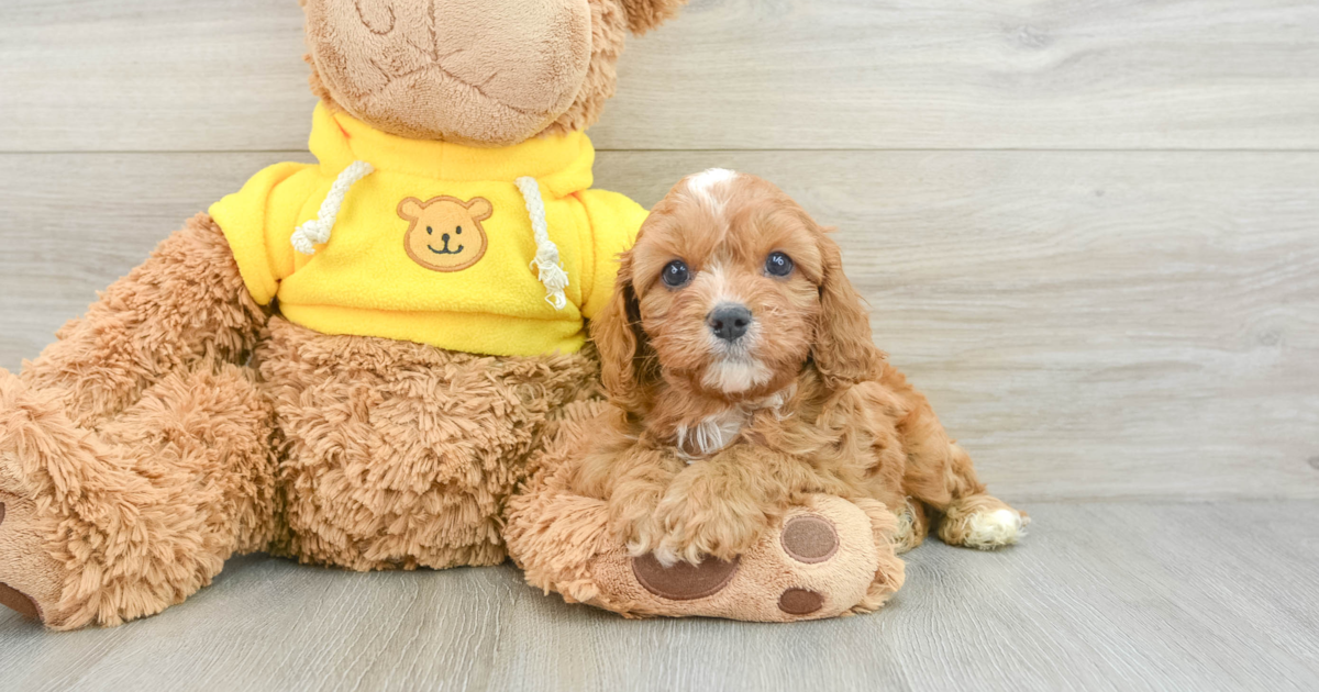 Hypoallergenic Cavapoo Epic: 5lb 15oz Doodle Puppy