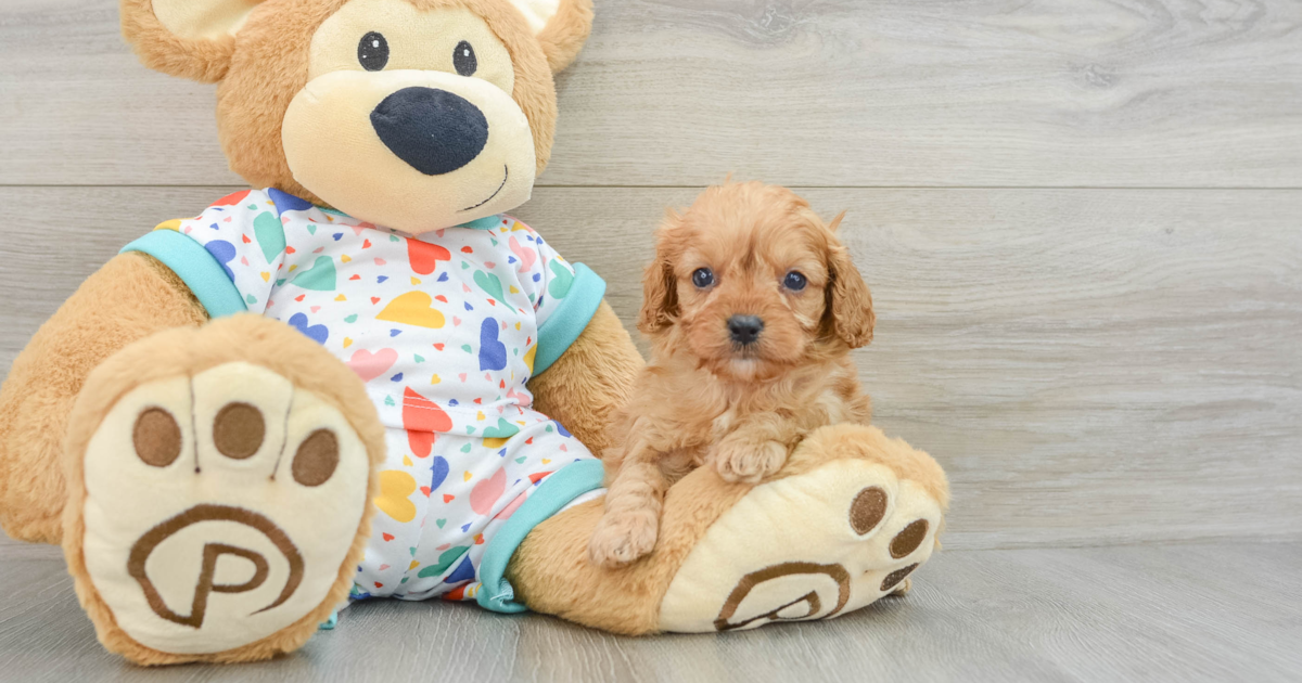 Fluffy Cavapoo Epic: 2lb 15oz Doodle Puppy
