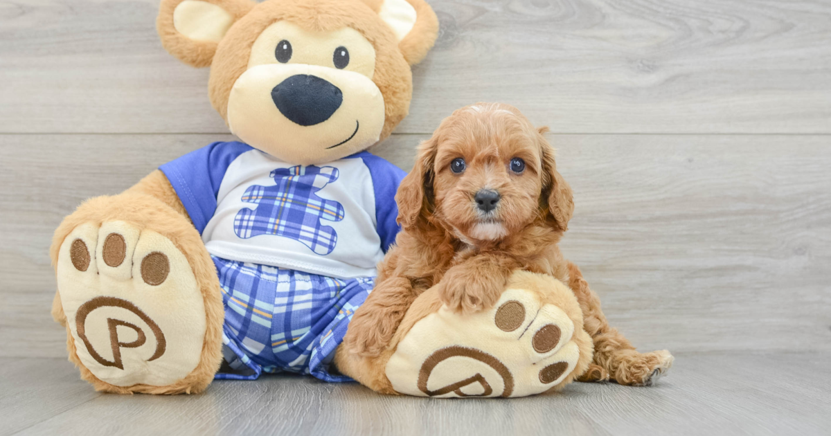 Cute Cavapoo Epic: 3lb 12oz Doodle Puppy