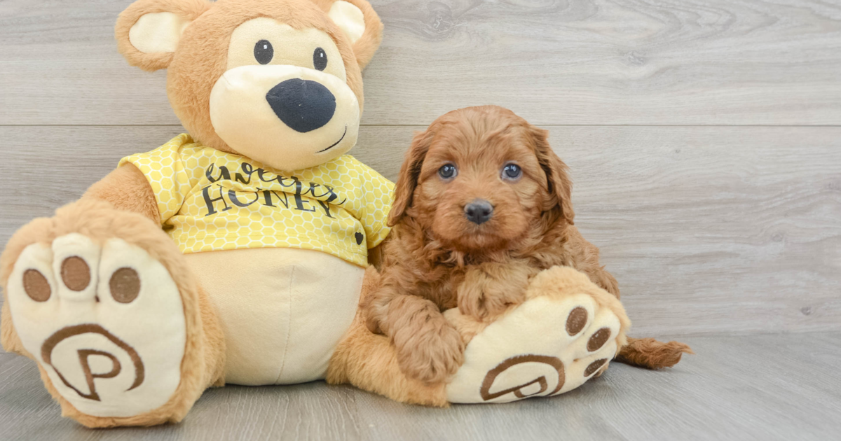 Cute Cavapoo Epic: 7lb 6oz Doodle Puppy