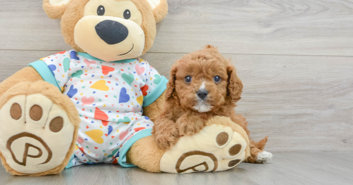 Fluffy Cavapoo Epic: 4lb 1oz Doodle Puppy