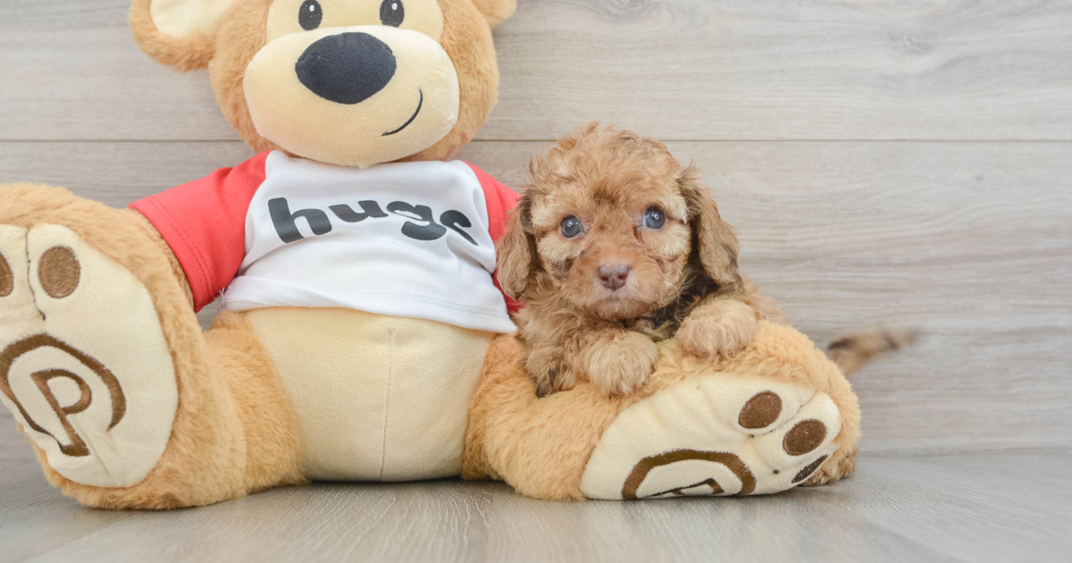 Cute Cavapoo Epic: 3lb 7oz Doodle Puppy