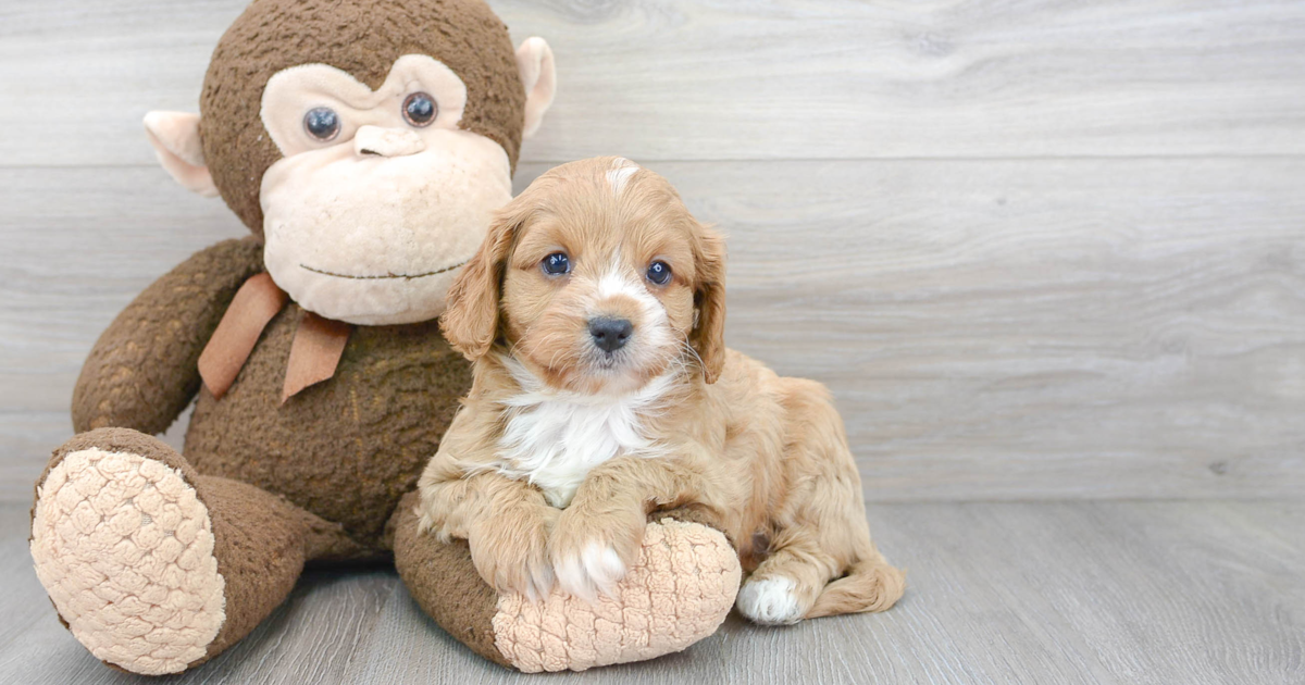 Energetic Cavapoo Epic: 4lb 3oz Doodle Puppy