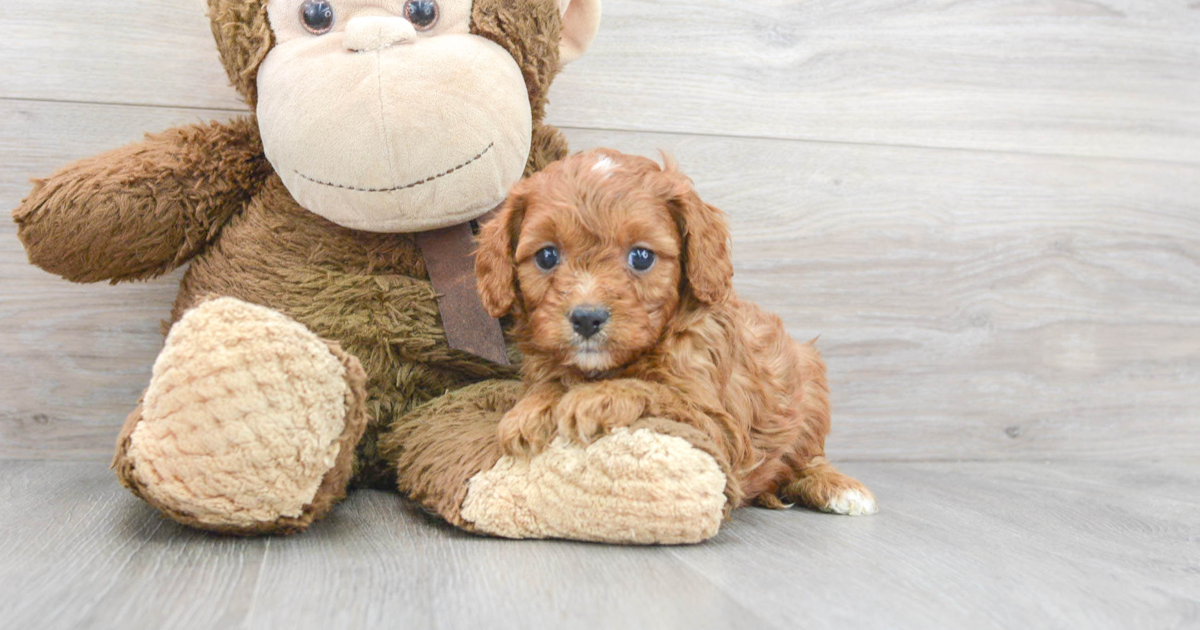 Fluffy Cavapoo Epic: 4lb 9oz Doodle Puppy