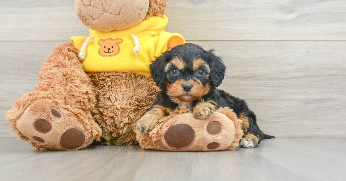 Funny Cavapoo Evander: 3lb 2oz Doodle Puppy