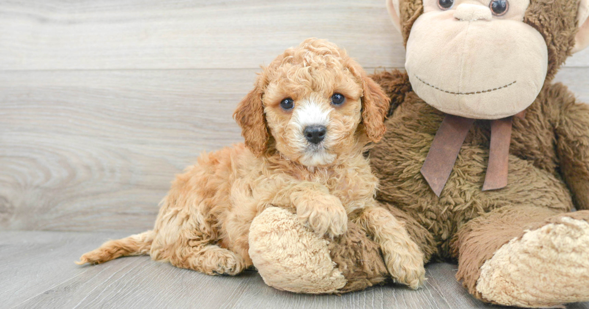 Happy Cavapoo Everett: 5lb 10oz Doodle Puppy
