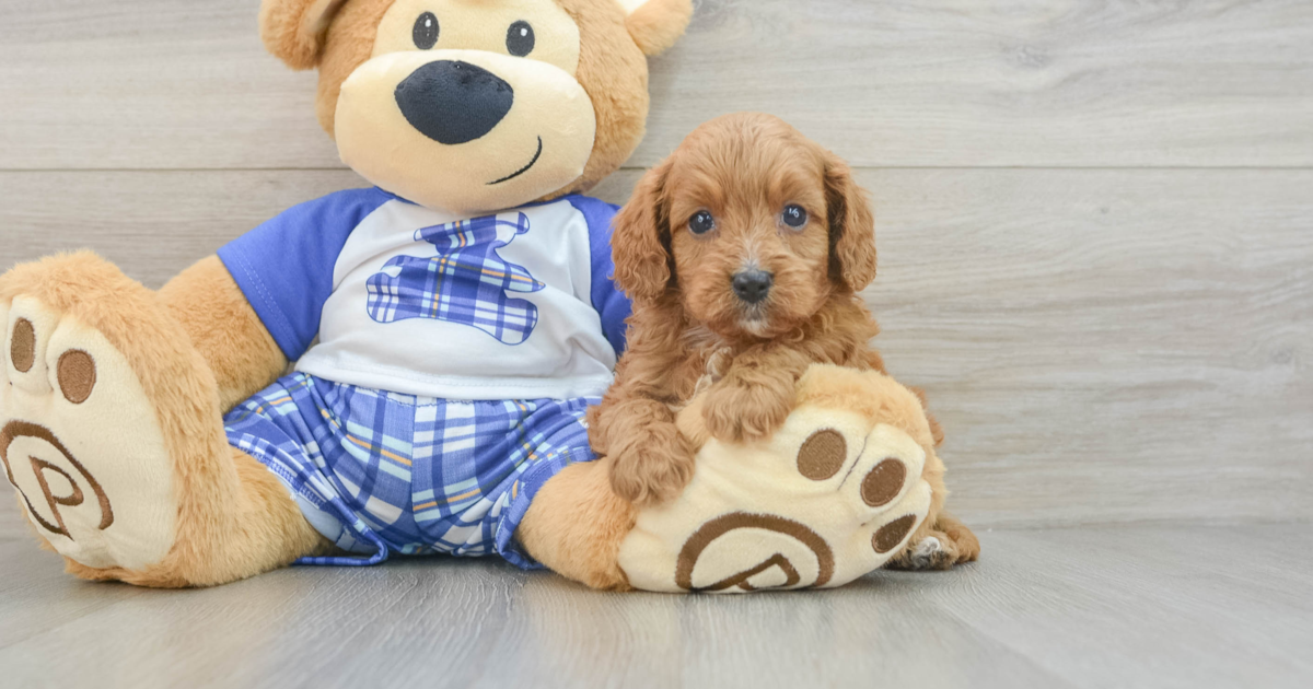 Funny Cavapoo Fallon: 2lb 12oz Doodle Puppy
