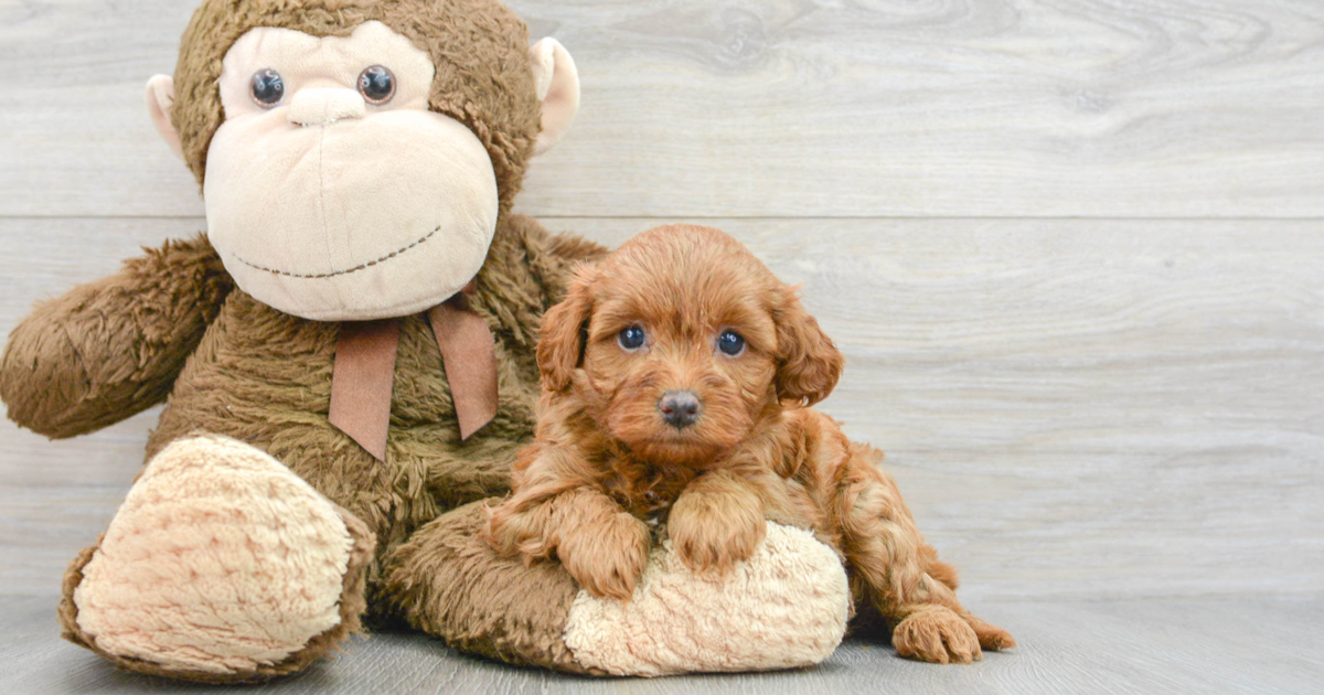 Funny Cavapoo Fay: 3lb 15oz Doodle Puppy