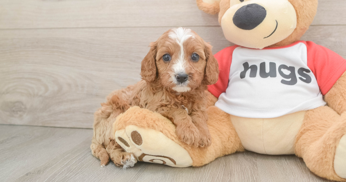 Friendly Cavapoo Fergie: 5lb 5oz Doodle Puppy