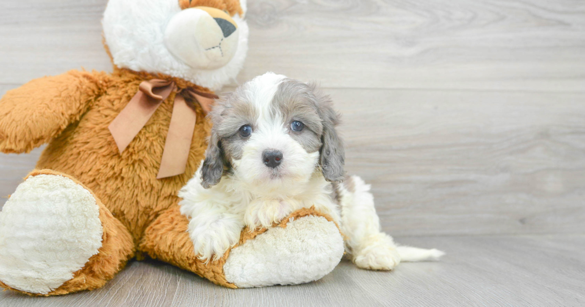 Adorable Cavapoo Fergie: 4lb 5oz Doodle Puppy