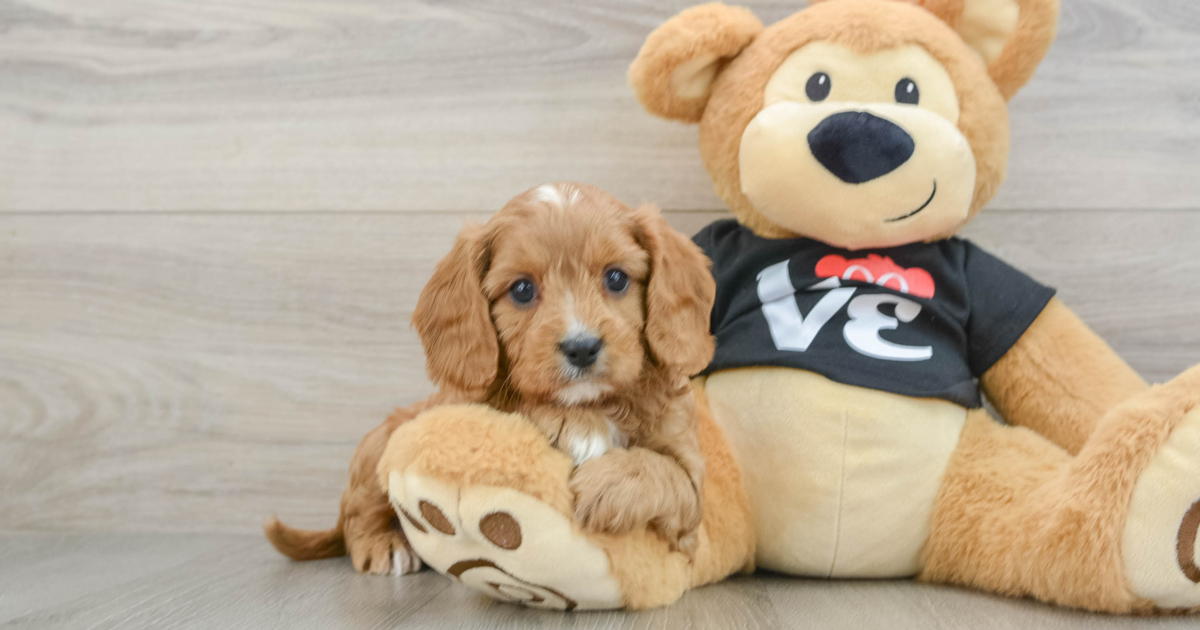 Little Cavapoo Fido: 4lb 15oz Doodle Puppy