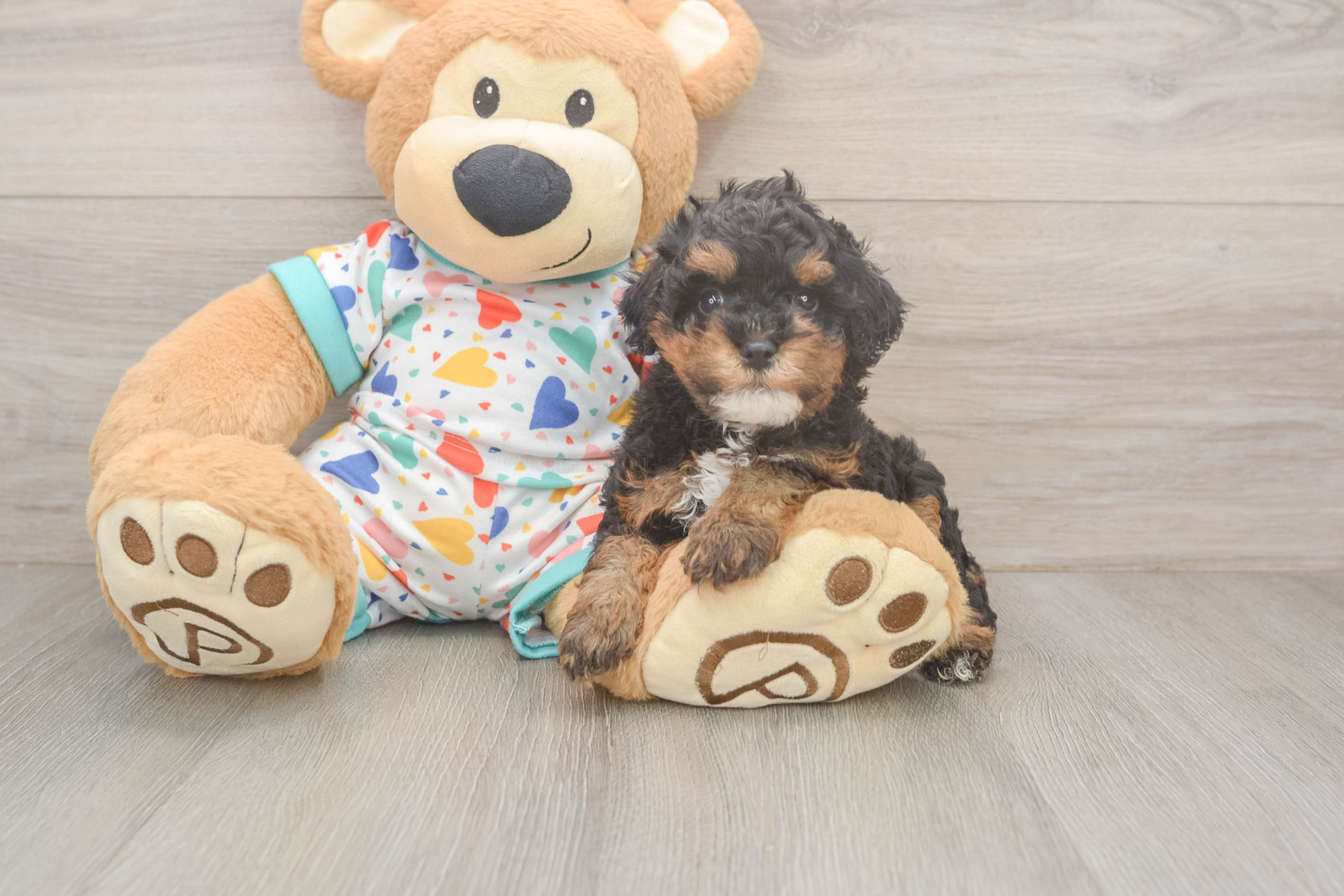 Cavapoo Finley: 2lb 4oz Doodle Puppy