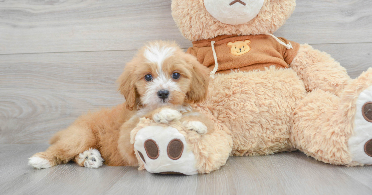 Funny Cavapoo Flash: 4lb 12oz Doodle Puppy