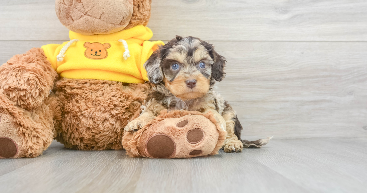 Funny Cavapoo Flash: 4lb 4oz Doodle Puppy