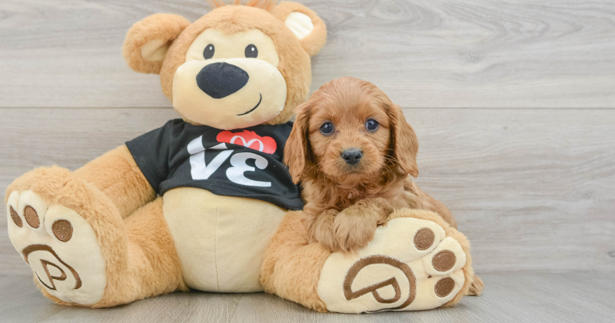Funny Cavapoo Flash: 3lb 11oz Doodle Puppy