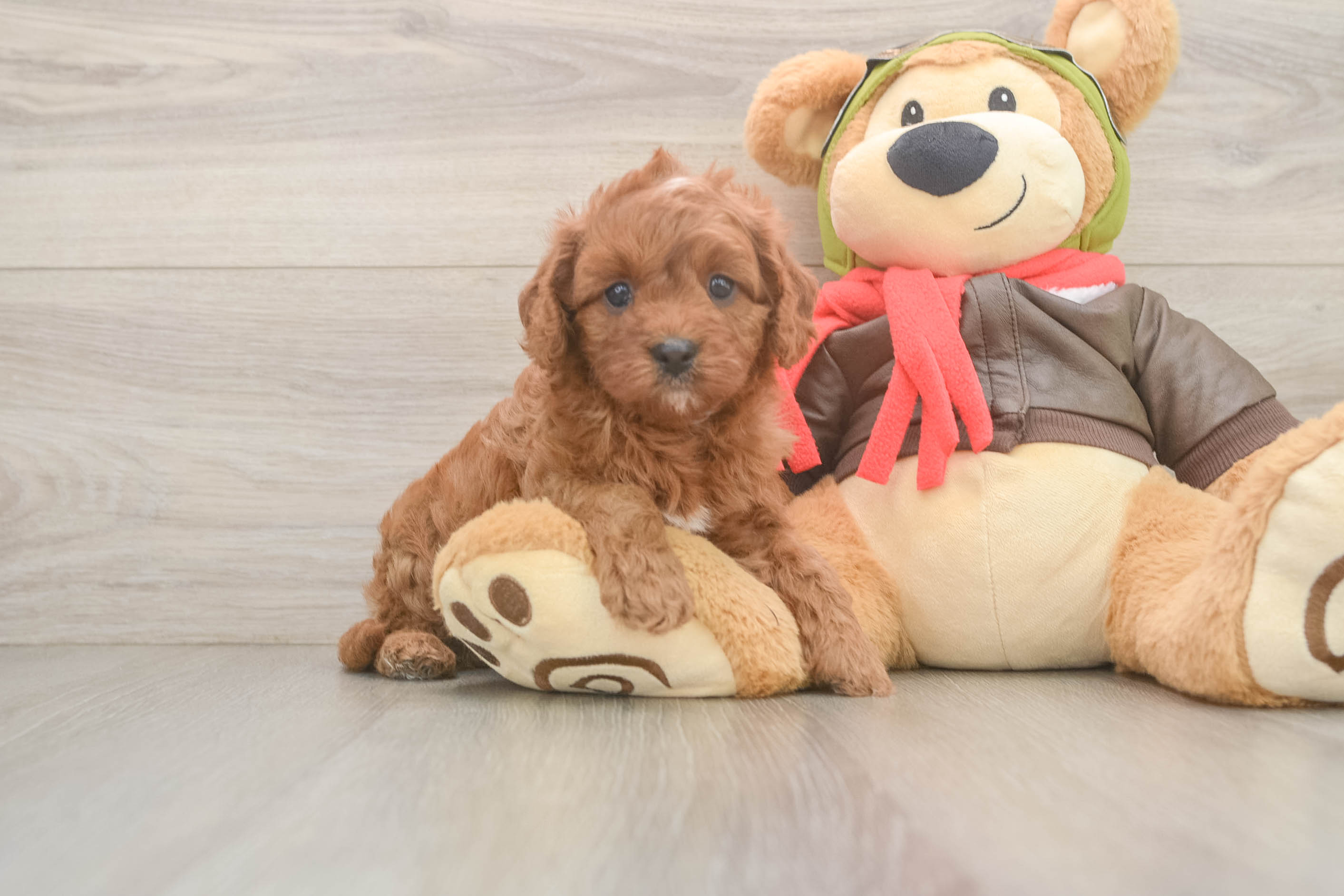 Funny Cavapoo Flora: 5lb 3oz Doodle Puppy