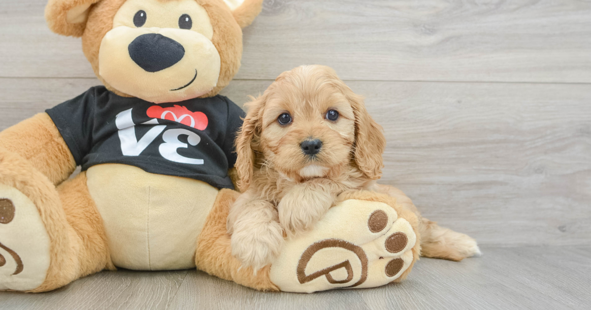 Little Cavapoo Forever: 6lb 15oz Doodle Puppy