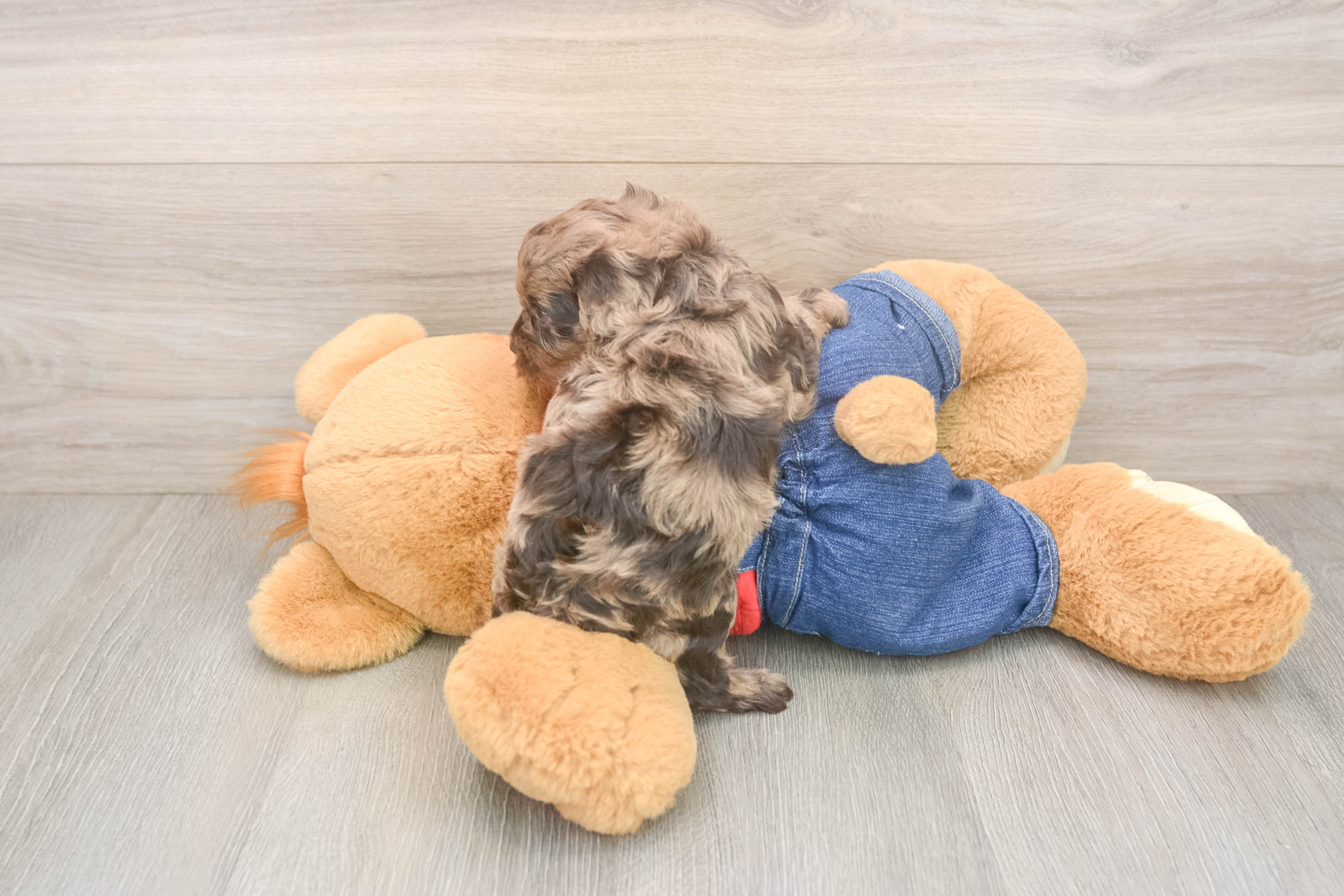 Energetic Cavapoo Forever: 4lb 0oz Doodle Puppy