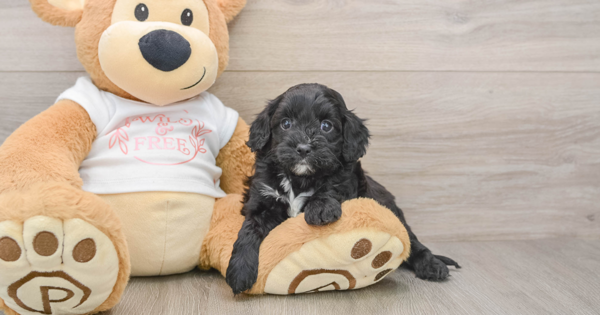 Funny Cavapoo Forever: 4lb 0oz Doodle Puppy