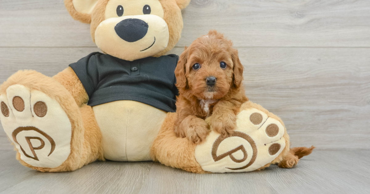 Fluffy Cavapoo Francisco: 3lb 15oz Doodle Puppy