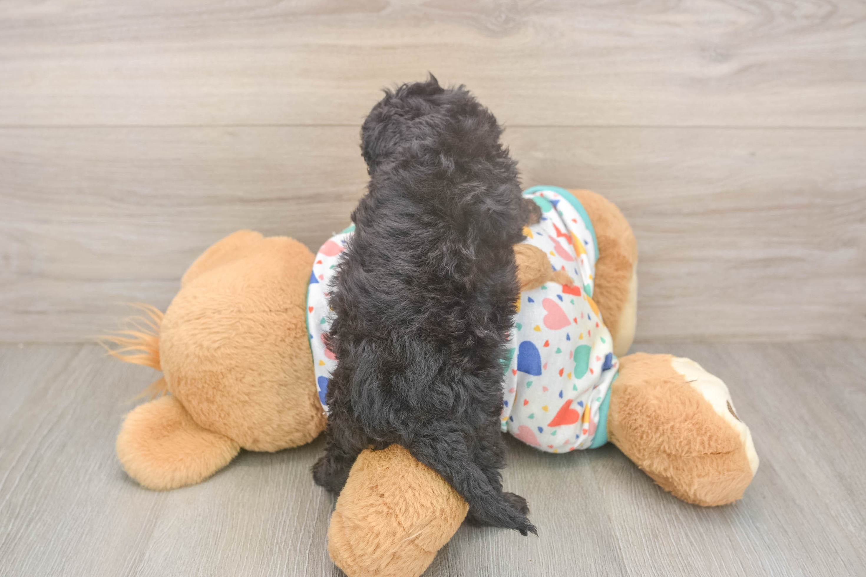 Cavapoo Francisco: 1lb 15oz Doodle Puppy