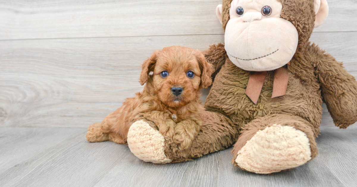 Funny Cavapoo Gabe: 2lb 14oz Doodle Puppy