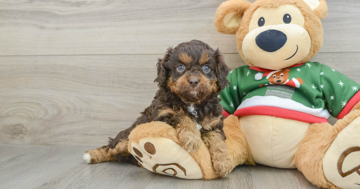 Funny Cavapoo Gemma: 4lb 11oz Doodle Puppy