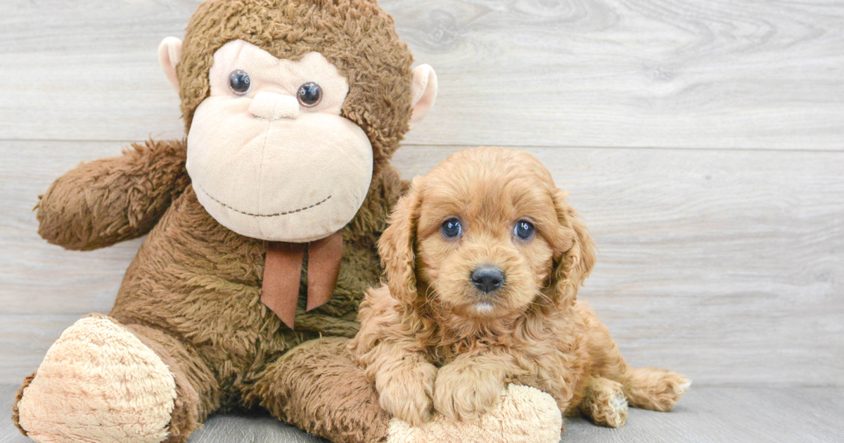 Playful Cavapoo Geneva: 5lb 9oz Doodle Puppy