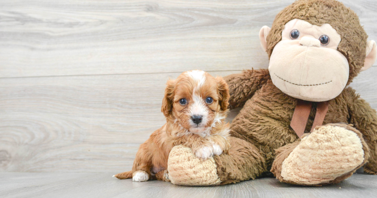 Little Cavapoo Geneva: 2lb 8oz Doodle Puppy