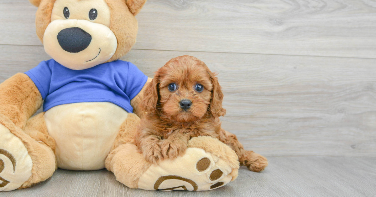 Hypoallergenic Cavapoo Geneva: 3lb 7oz Doodle Puppy