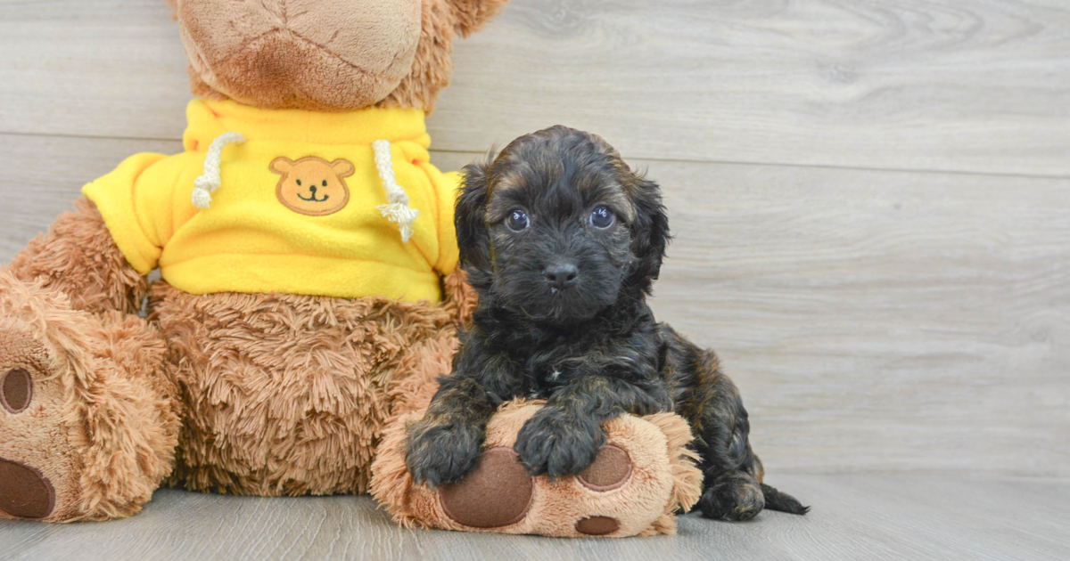 Petite Cavapoo Geneva: 3lb 9oz Doodle Puppy