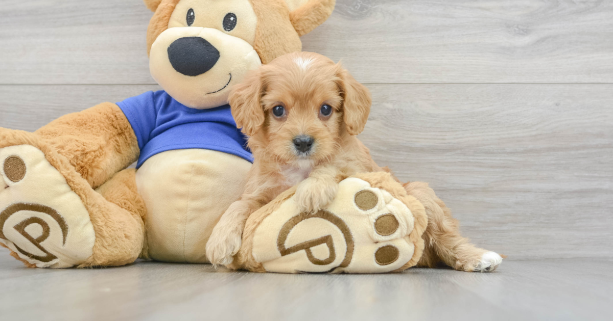 Friendly Cavapoo Geneva: 3lb 10oz Doodle Puppy