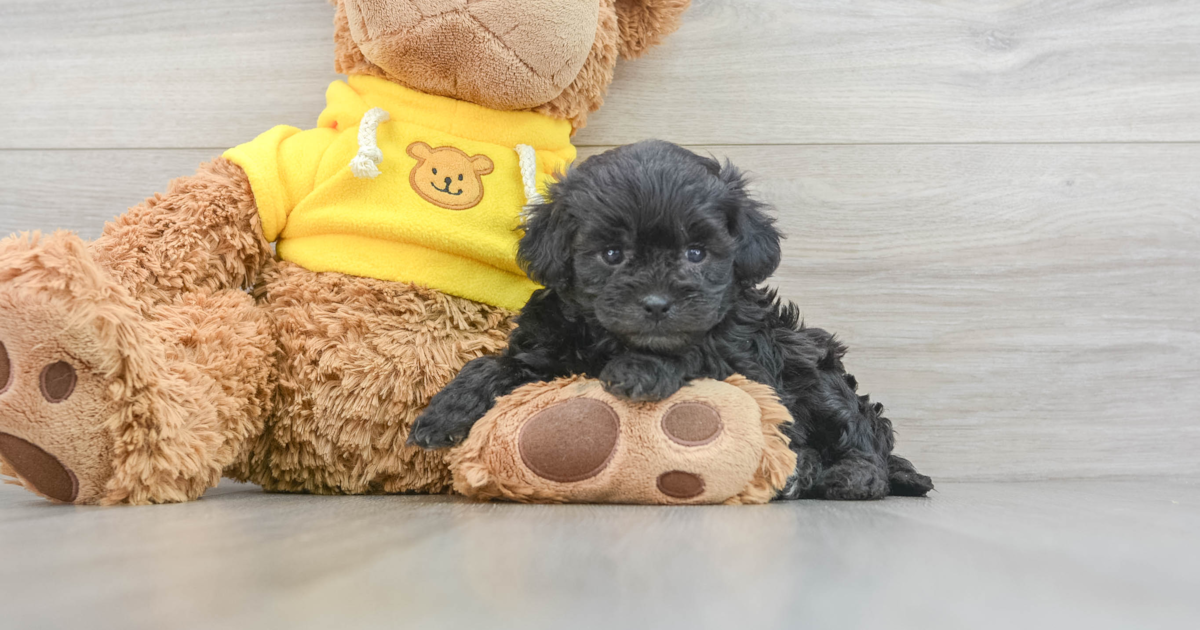 Petite Cavapoo Geneva: 3lb 11oz Doodle Puppy