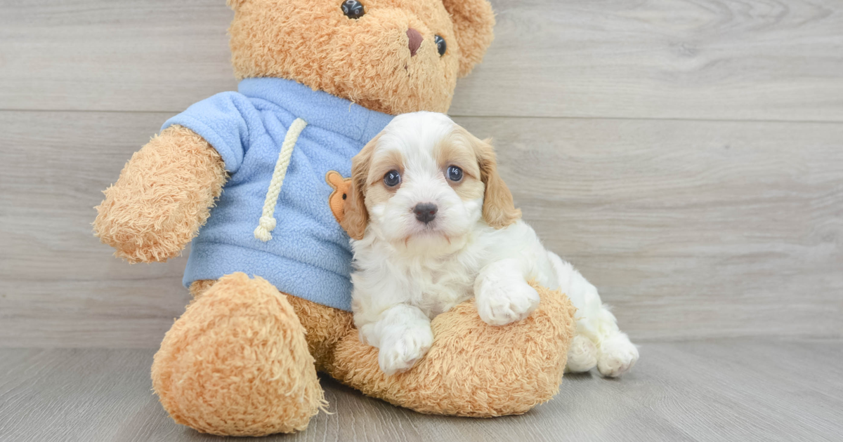 Energetic Cavapoo Geneva: 4lb 8oz Doodle Puppy