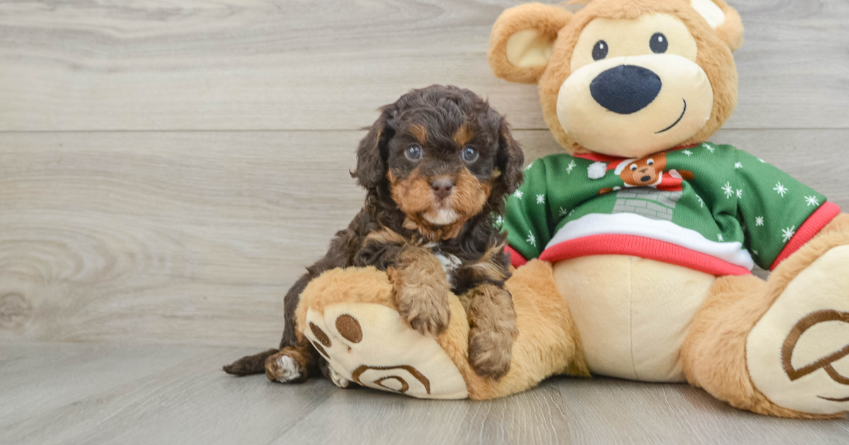 Adorable Cavapoo Geneva: 4lb 6oz Doodle Puppy