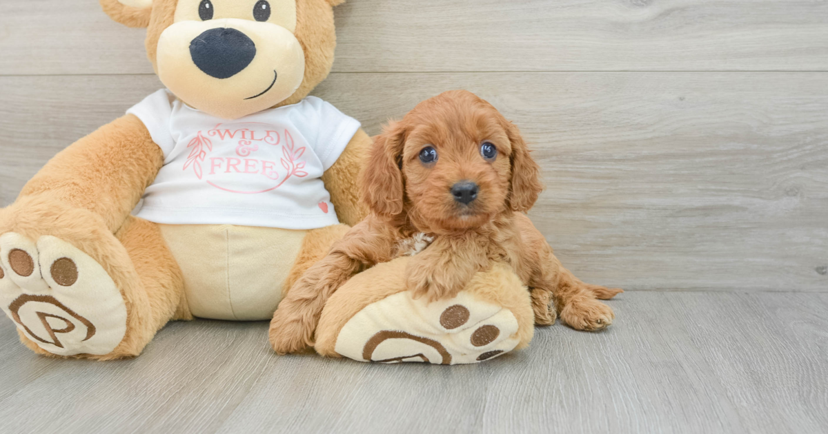 Fluffy Cavapoo Geneva: 6lb 5oz Doodle Puppy