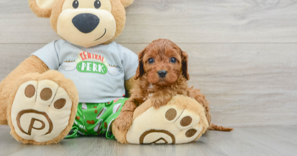 Adorable Cavapoo Geneva: 3lb 12oz Doodle Puppy