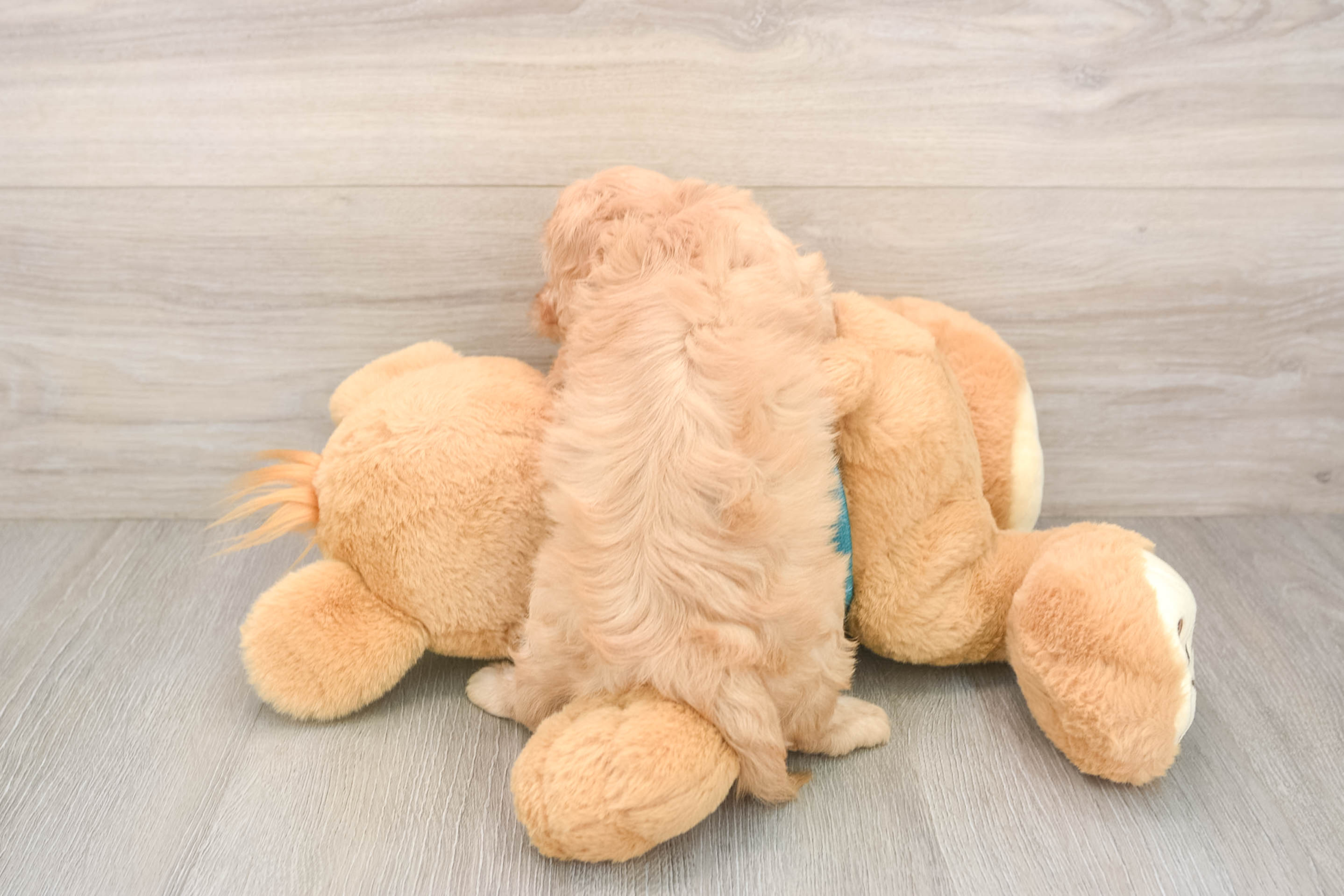 Happy Cavapoo Geneva: 4lb 9oz Doodle Puppy