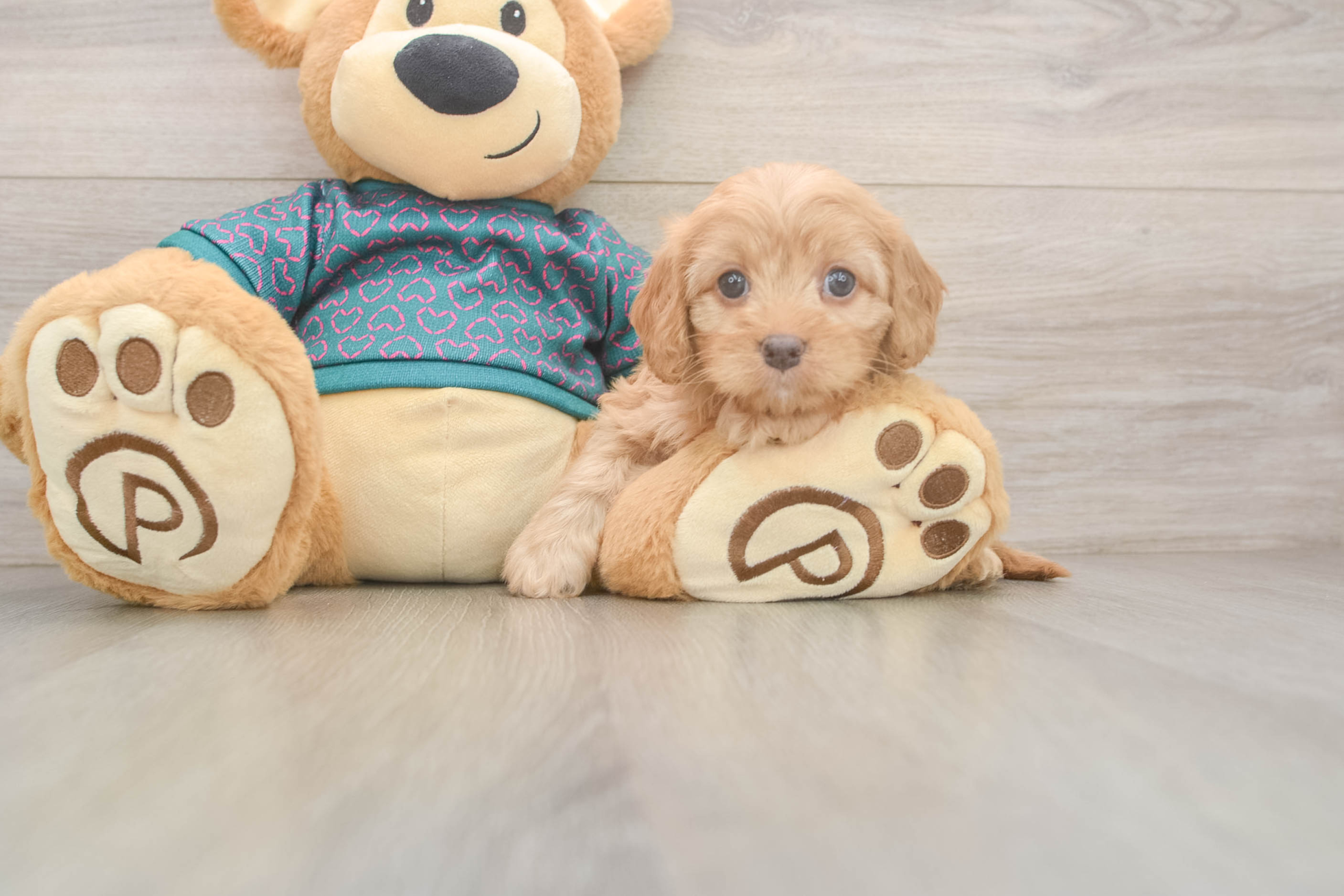 Fluffy Cavapoo Geneva: 4lb 9oz Doodle Puppy