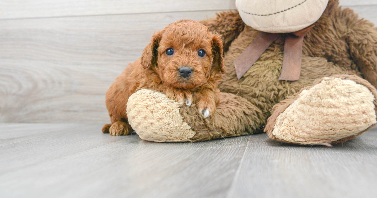 Happy Cavapoo Geneva: 3lb 2oz Doodle Puppy