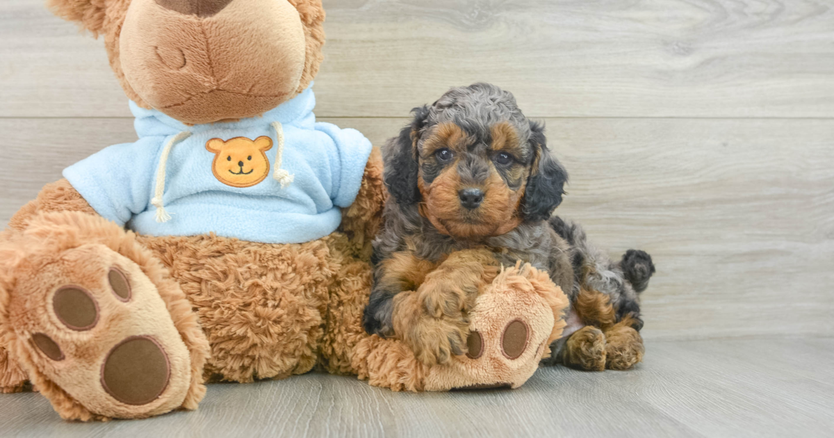Small Cavapoo Germaine: 6lb 3oz Doodle Puppy