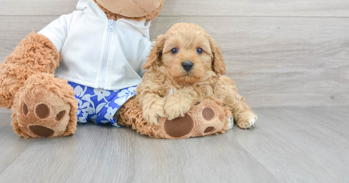 Petite Cavapoo Goody Boy: 5lb 3oz Doodle Puppy