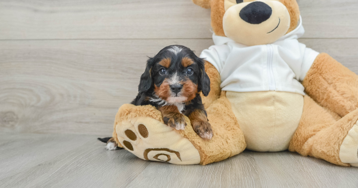 Petite Cavapoo Goody Boy: 4lb 6oz Doodle Puppy